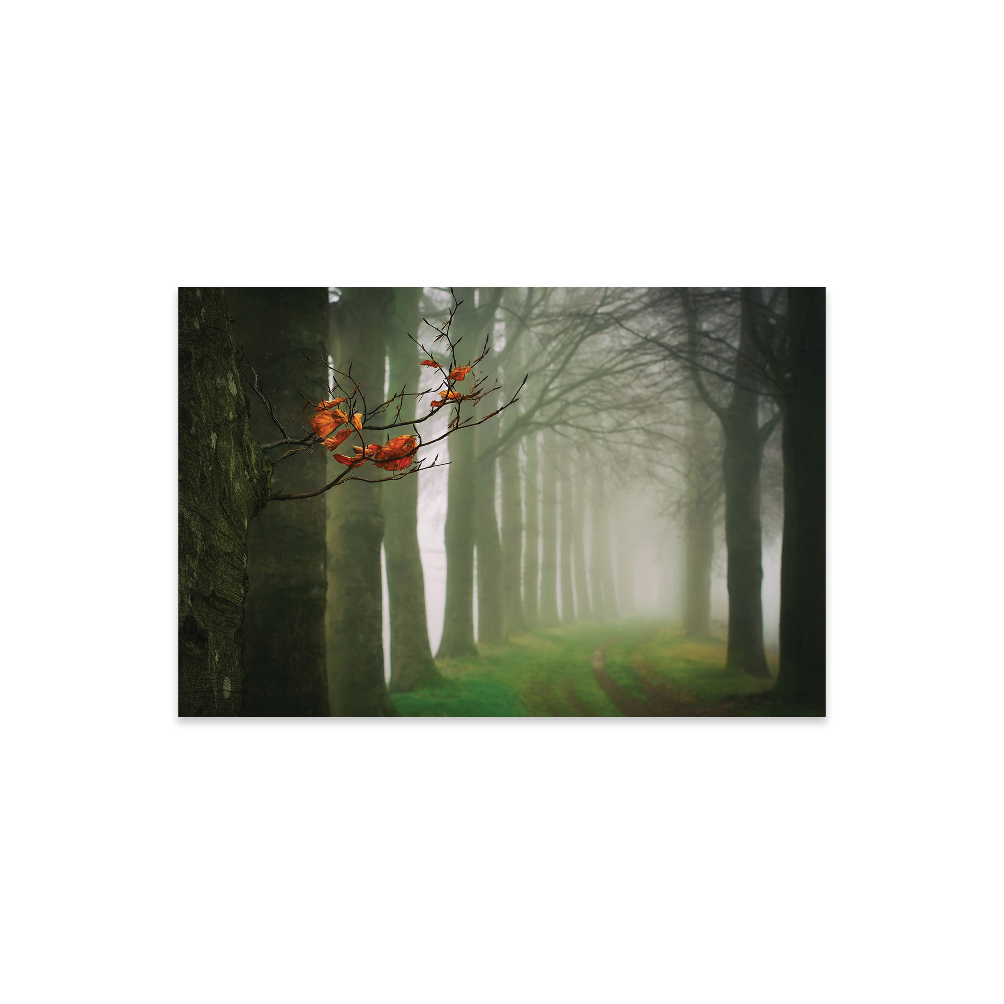 Millwood Pines Anquan Old And New On Plastic/Acrylic by Lars Van De Goor Graphic Art | Wayfair